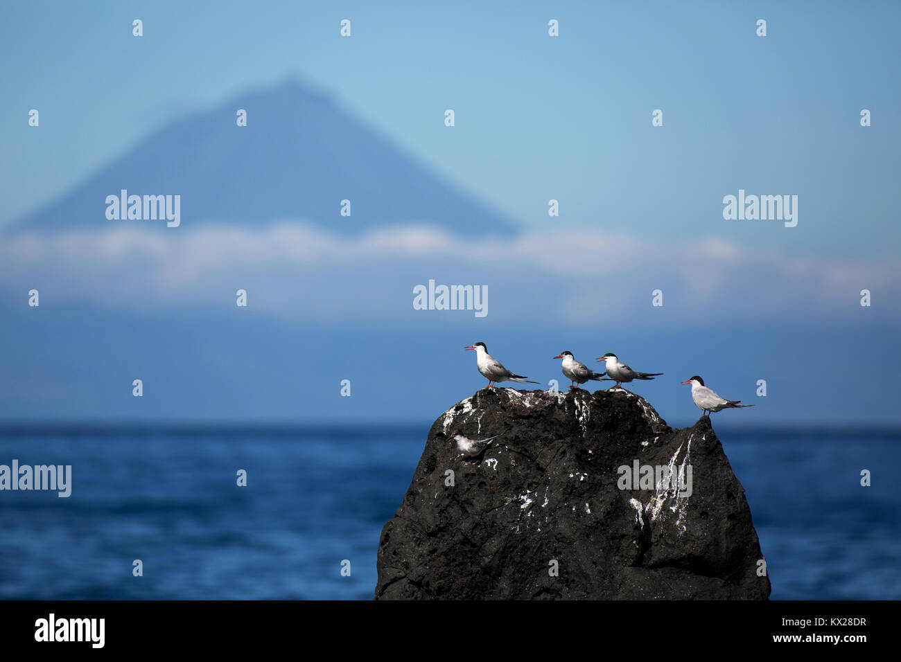 Common tern standing on rock hi-res stock photography and images - Alamy