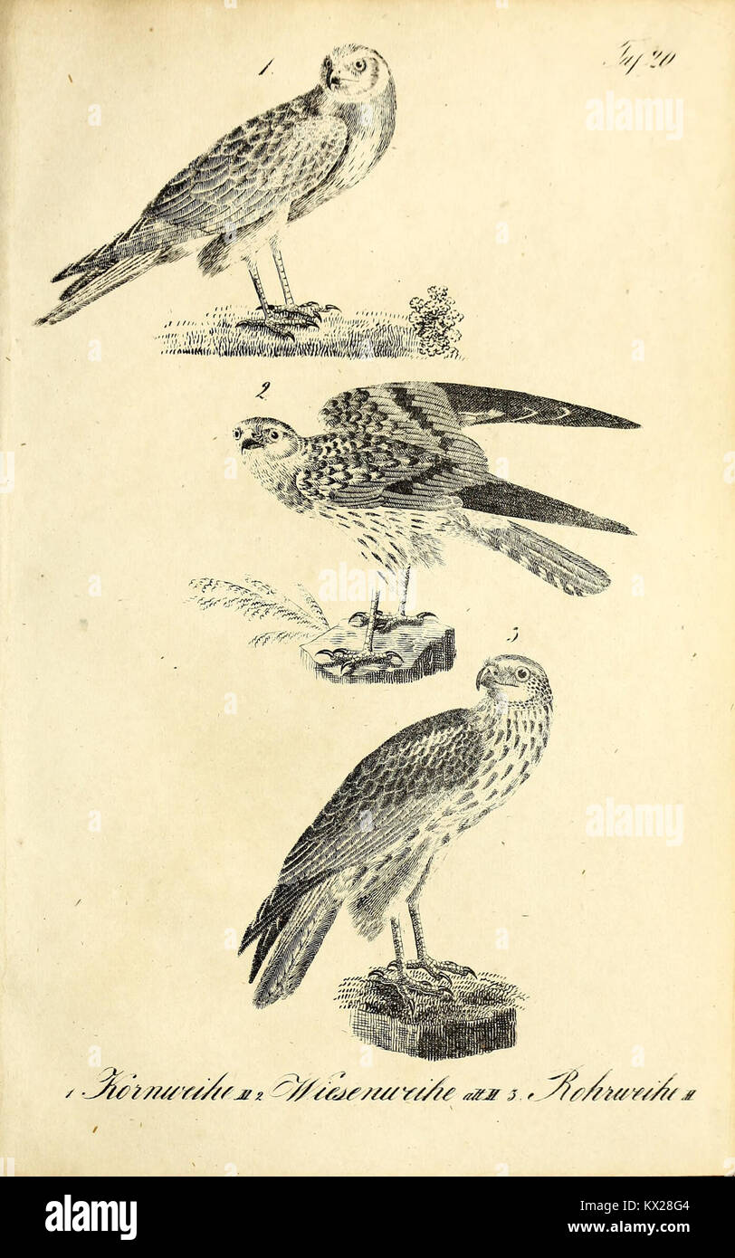 A detailed illustration from a natural history publication, showing ...