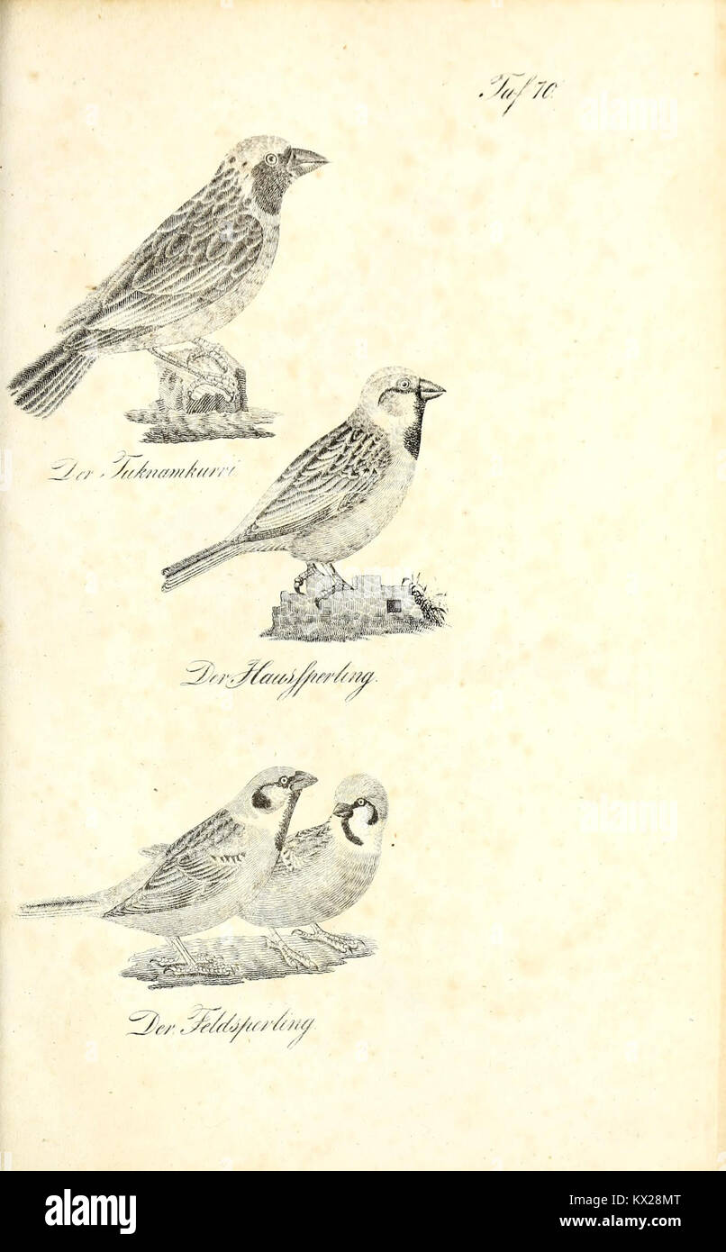 This 18th-century work, 'Die Naturgeschichte,' presents detailed and ...