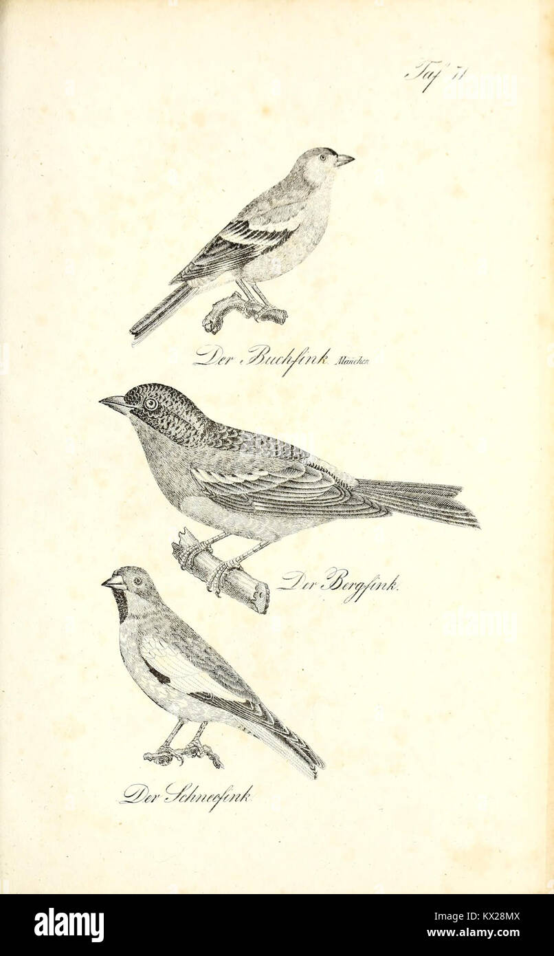 71 abbildungen hi-res stock photography and images - Alamy