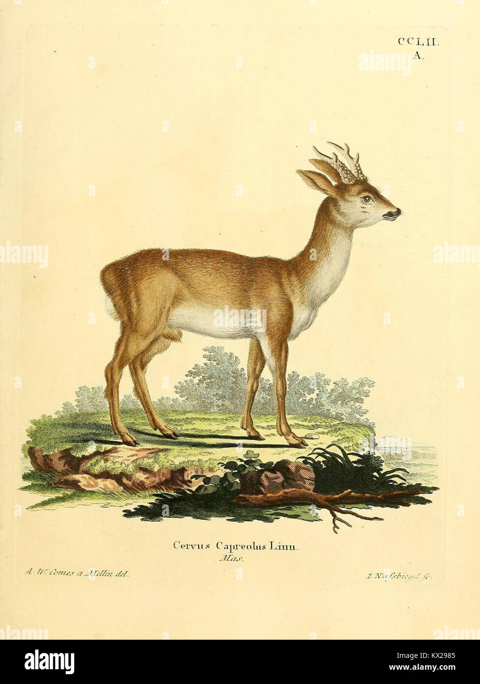 Die Säugthiere in Abbildungen nach der Natur, mit Beschreibungen (Plate ...