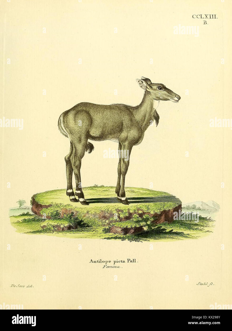 Illustration plate of mammals with detailed descriptions, documenting ...