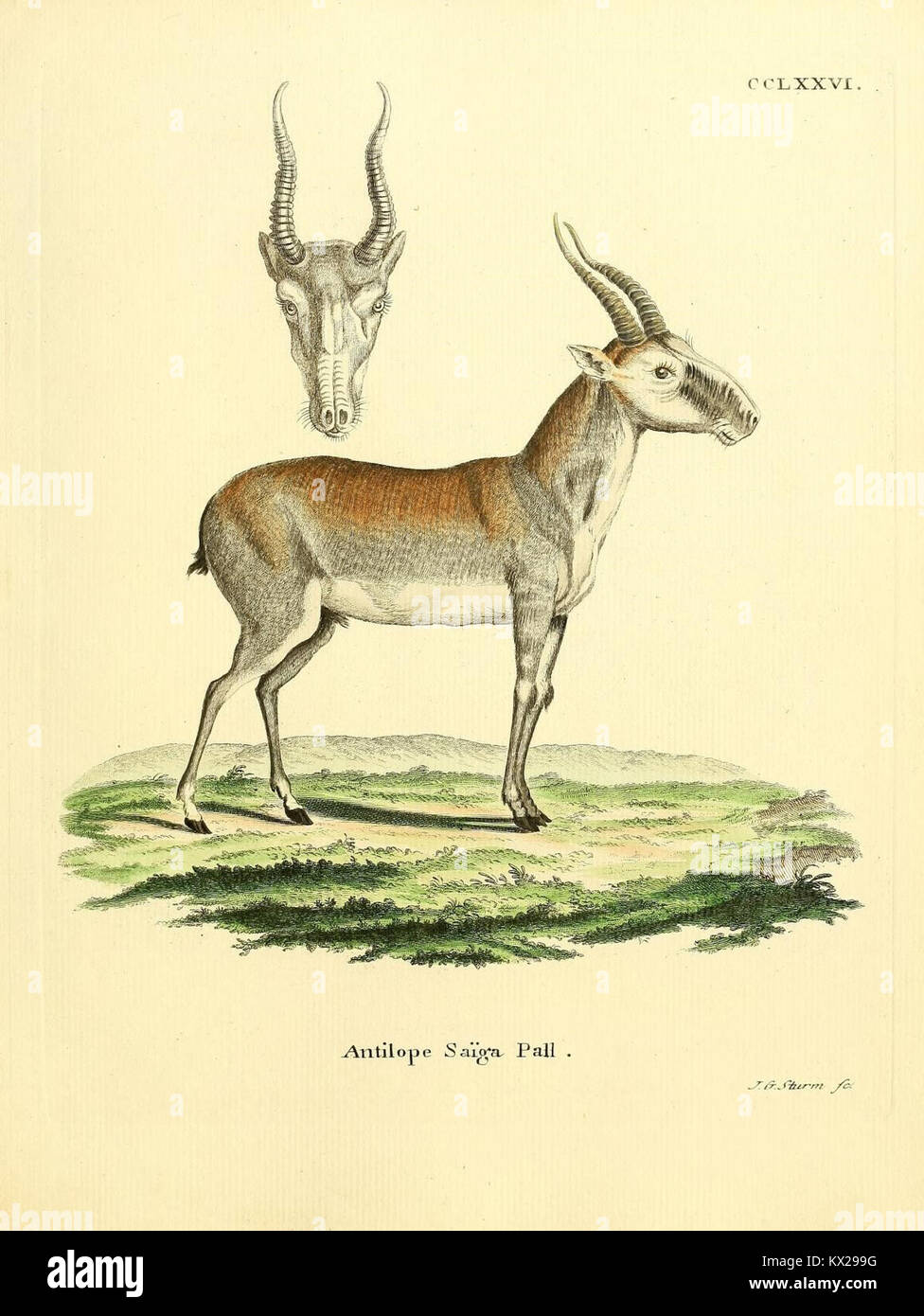 Illustration depicts detailed anatomical studies hi-res stock ...