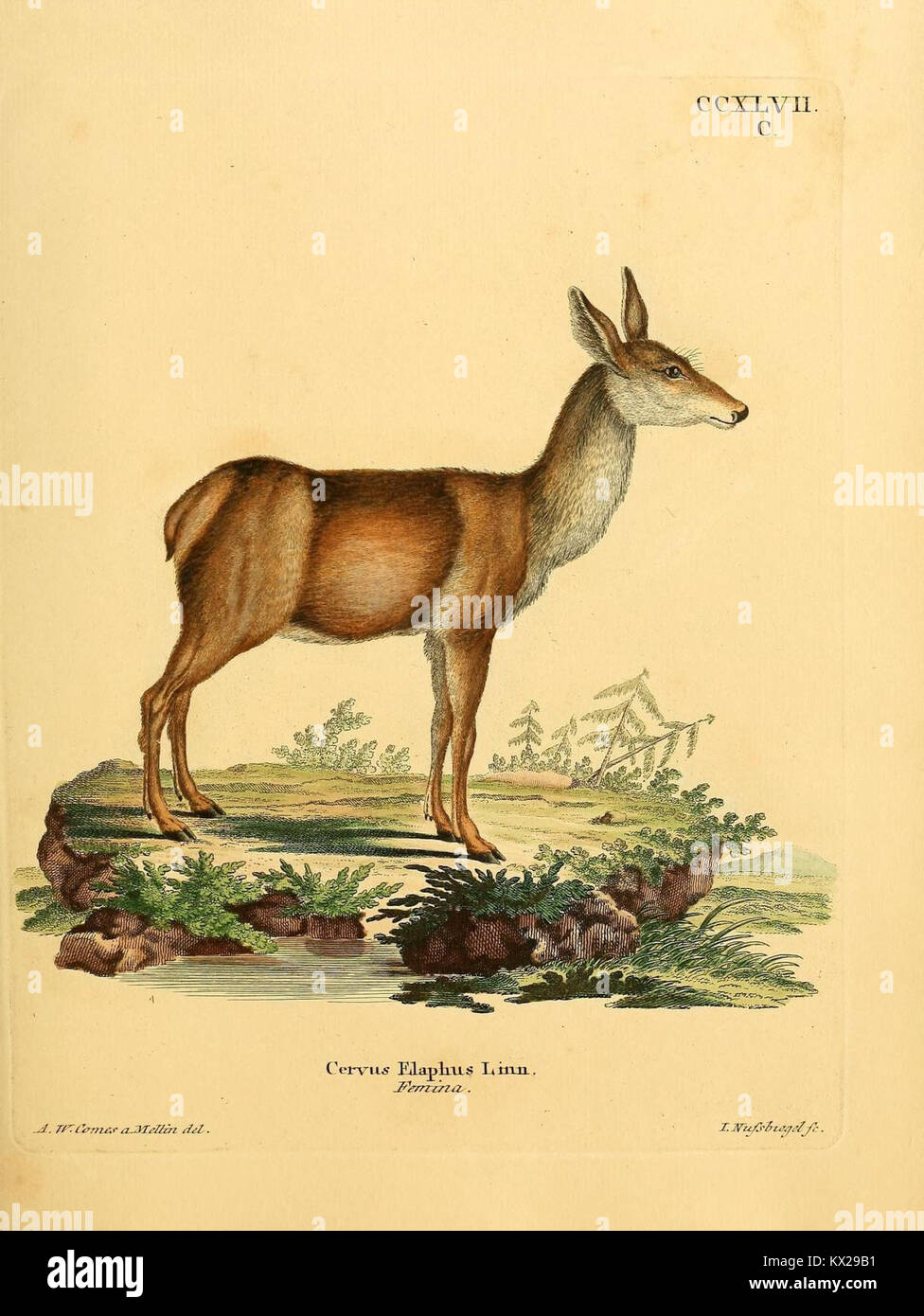 This scientific illustration depicts mammals with precise visual and ...