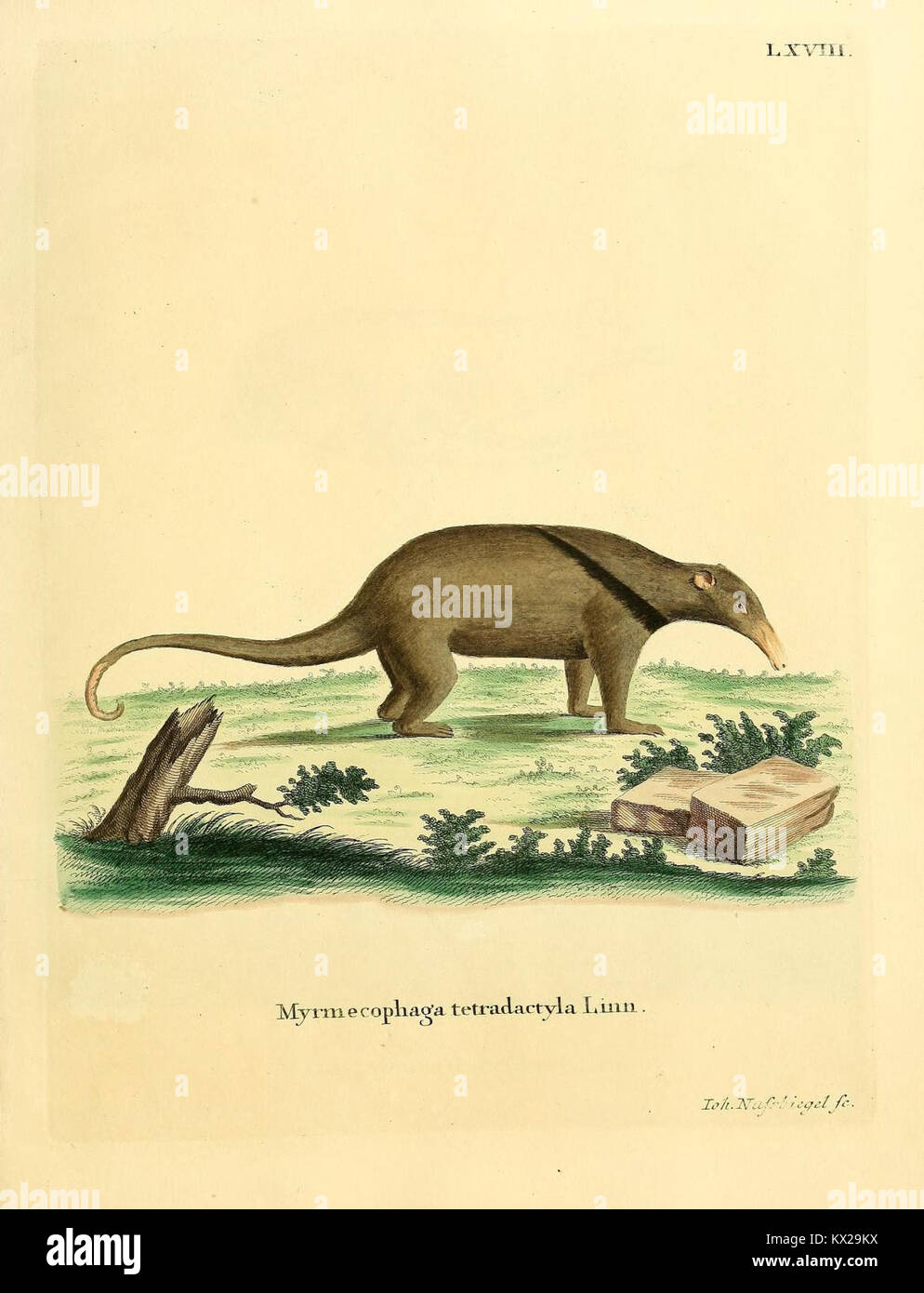 Scientific plates illustrating mammals with descriptive text ...