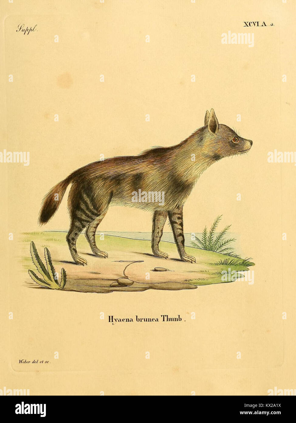 This work provides detailed illustrations of mammals, accompanied by ...