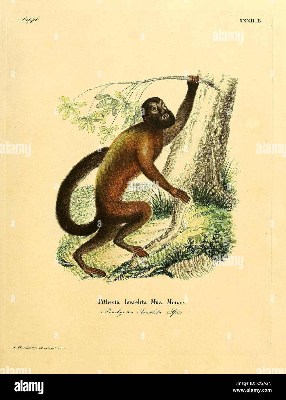 This illustration from a natural history publication depicts various ...