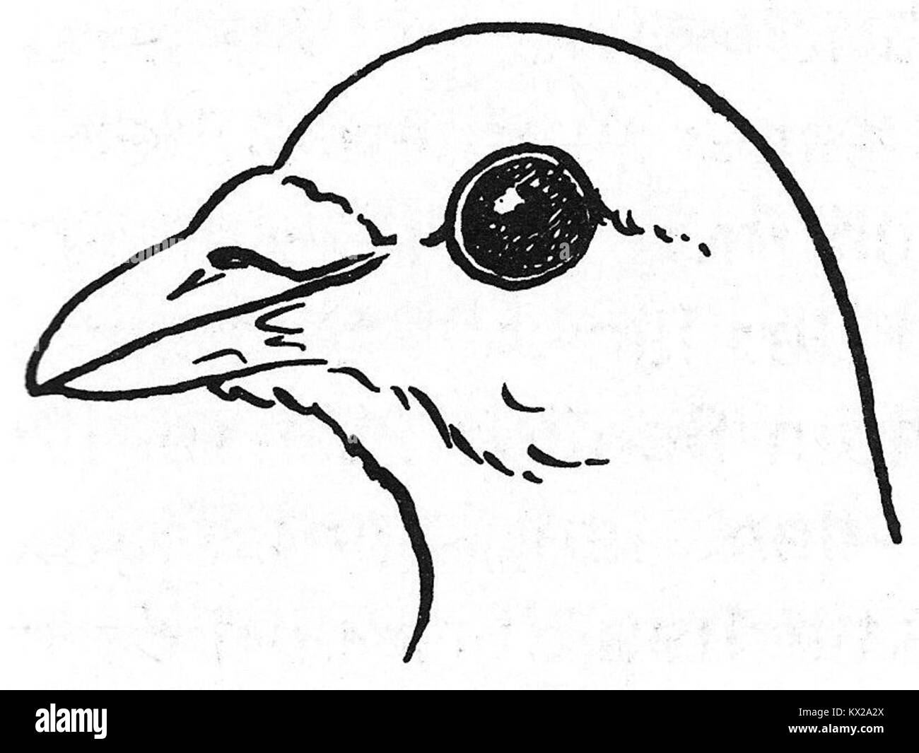 Highlighting smooth Black and White Stock Photos & Images - Alamy