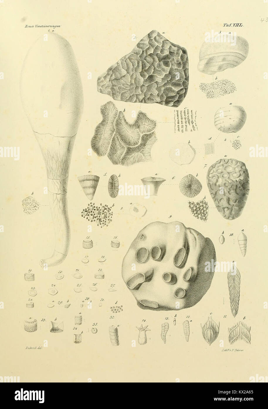 This plate illustrates fossils from the Bohemian Cretaceous formation ...
