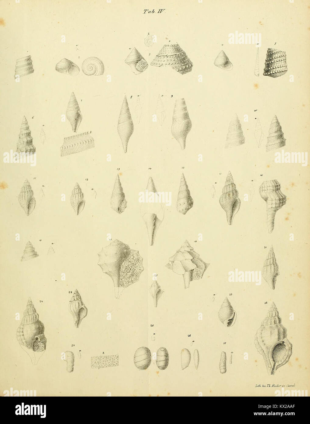 "Research on Tertiary fossils from northwestern Germany detailing ...