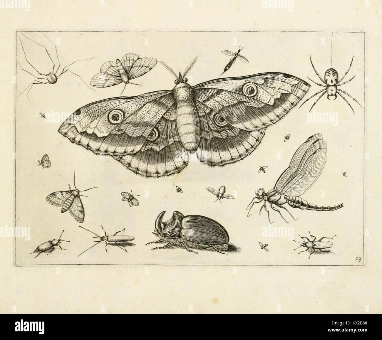 Various anatomical features of insects hi-res stock photography and ...