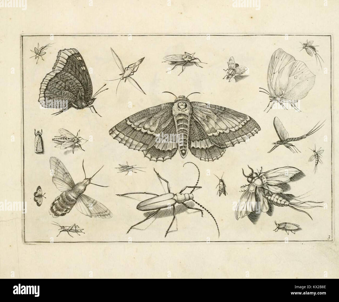 Typical of entomological studies hi-res stock photography and images ...