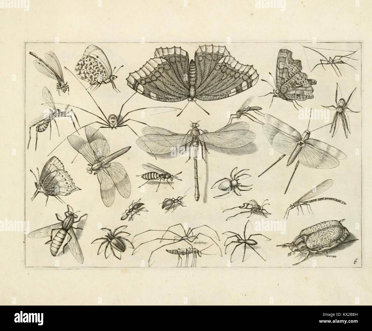 This image shows a detailed plate from the work 'Divers Insectarum ...