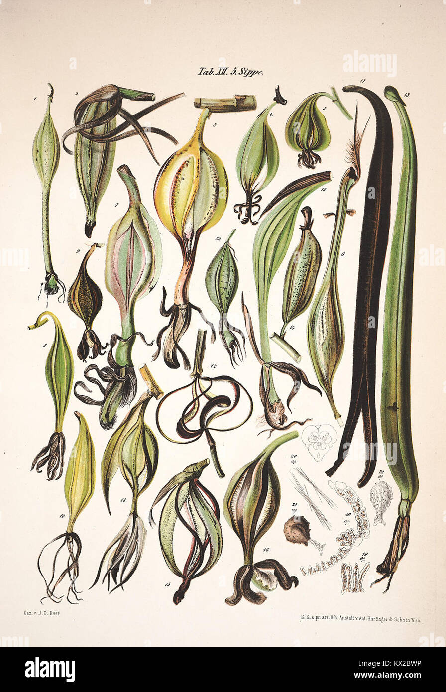 Biological anatomy flower structure hi-res stock photography and images ...