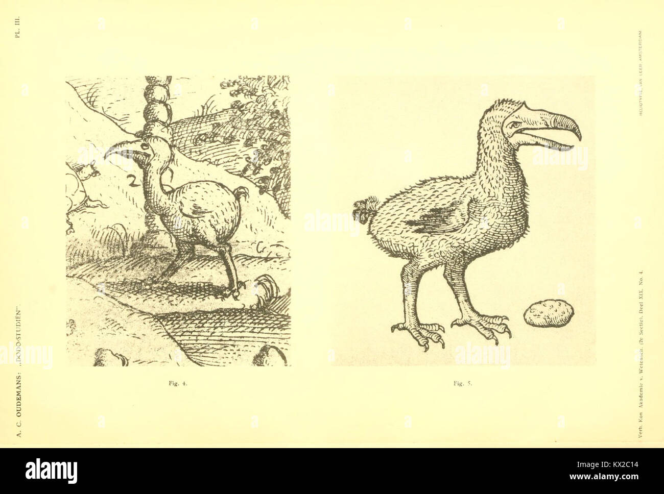A page titled 'Dodo-studien' (Studies on the Dodo), likely from a ...