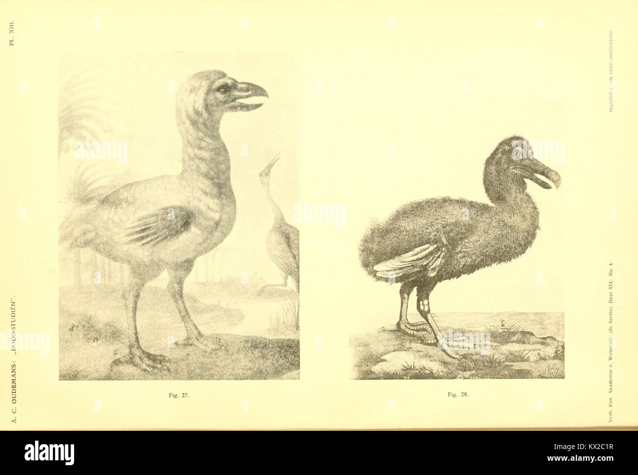Dodo-studium (Pl. XIII) represents a scientific study of the extinct ...