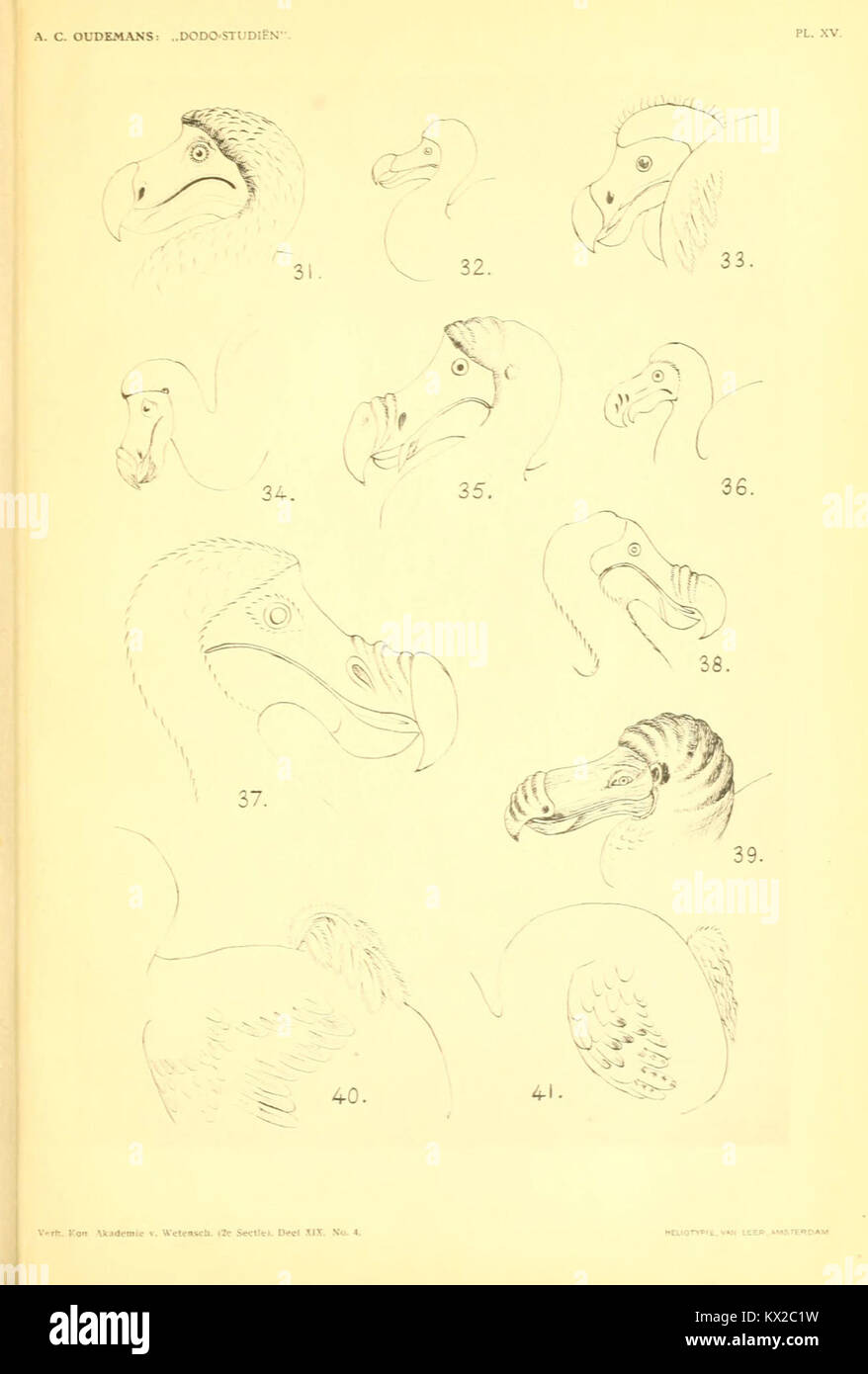 Extinct species zoological illustration hi-res stock photography and ...