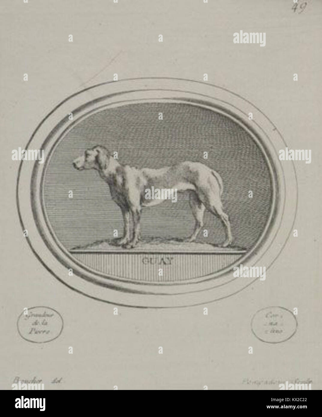 Dog drawing by François Boucher engraved by Madame de Pompadour after a ...