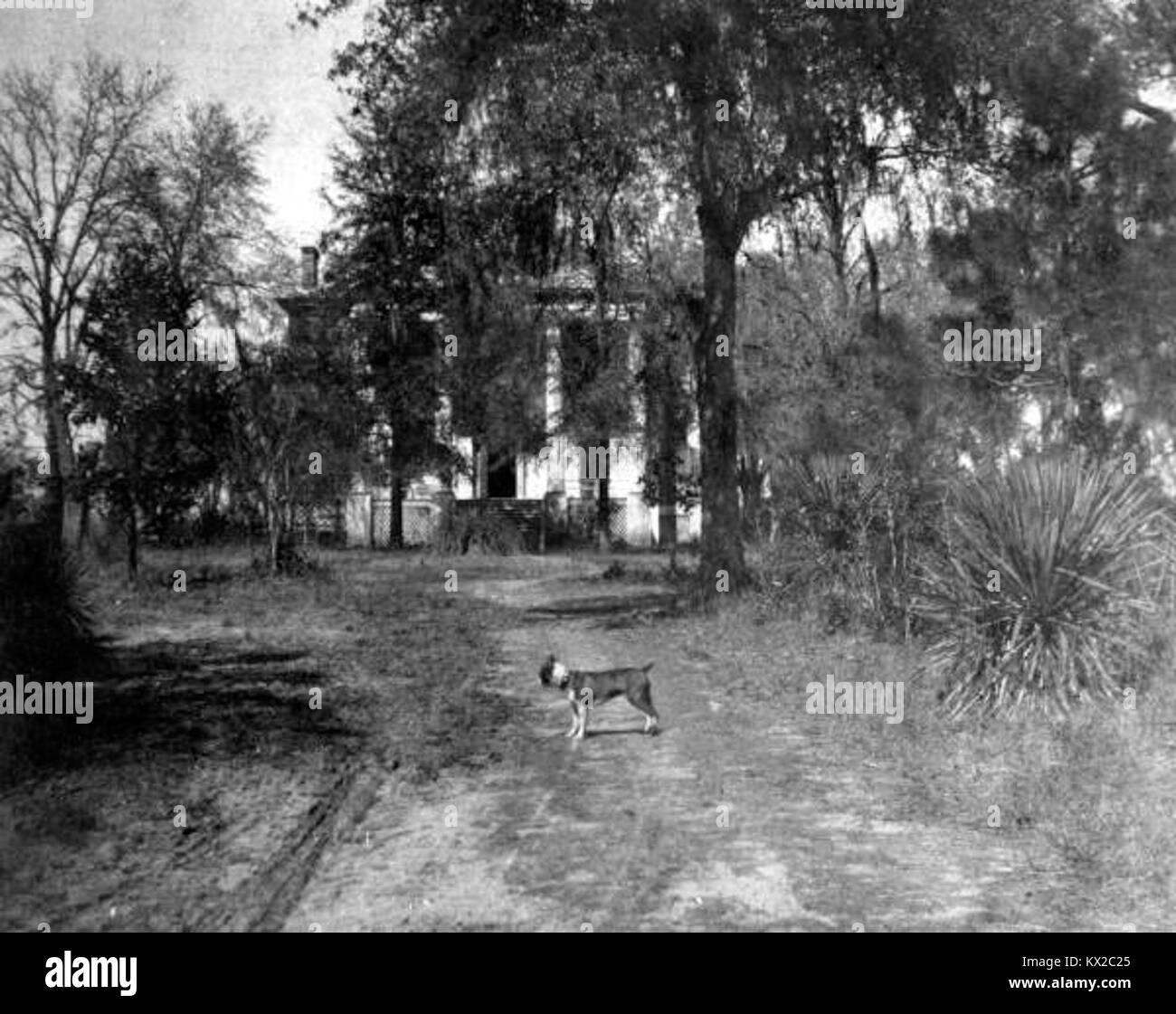 Dog in driveway at the Grove - Tallahassee, Florida Stock Photo - Alamy
