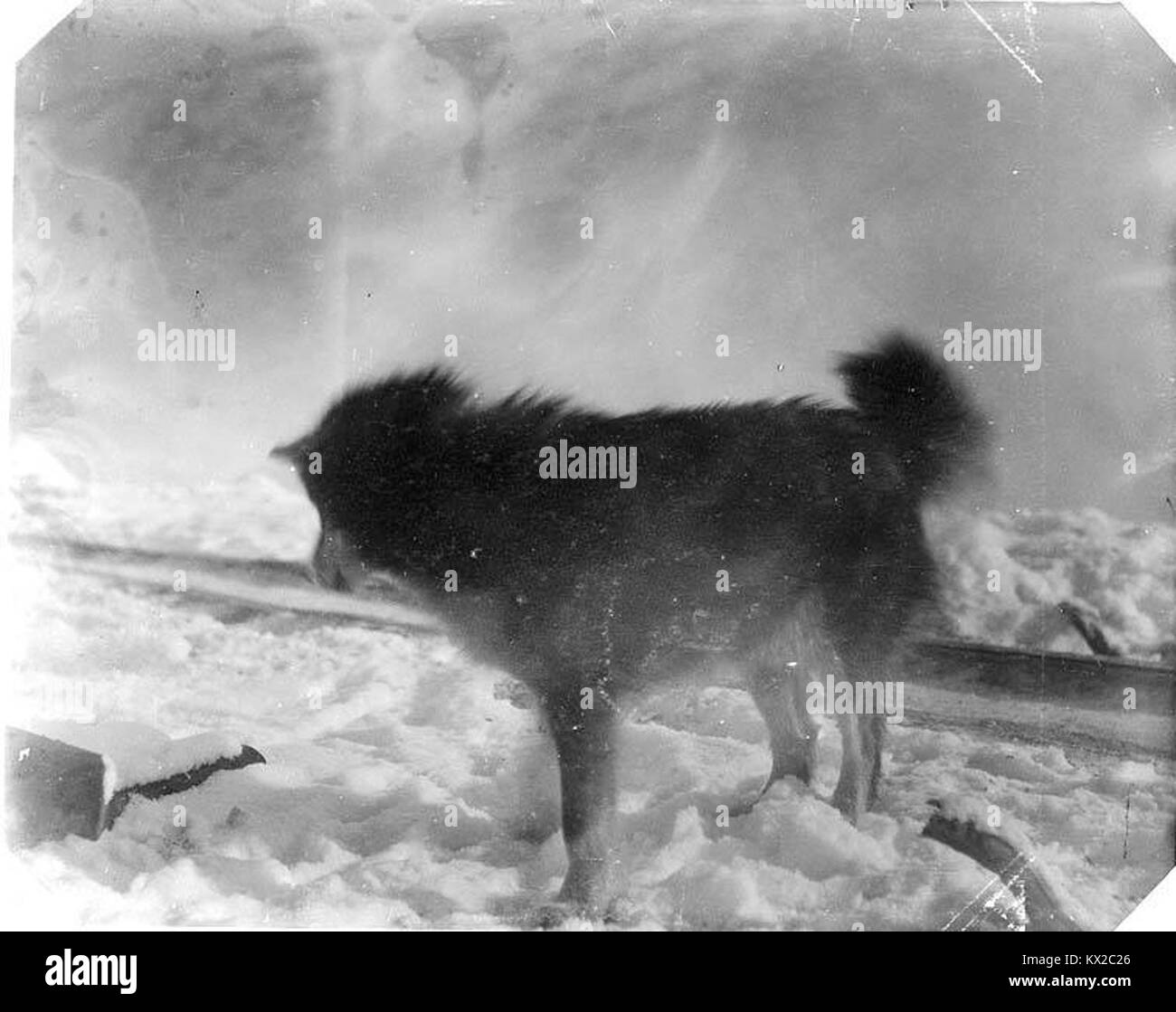The photograph depicts a dog named Jacko in snow on March 5, 1901 ...