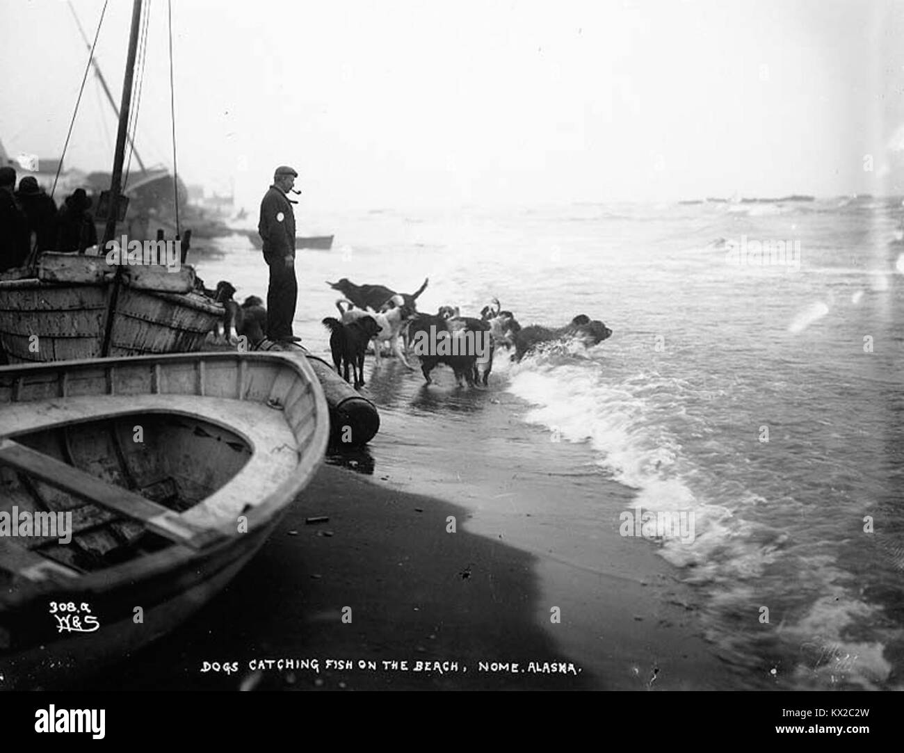 Dogs catching fish in the surf on the beach at Nome, Alaska, ca 1900 ...