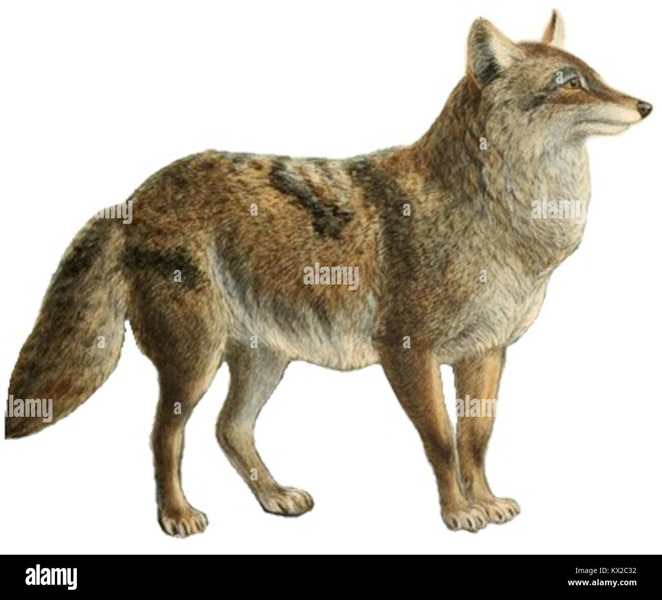 Plate IX illustrating various species of canids including dogs, jackals ...