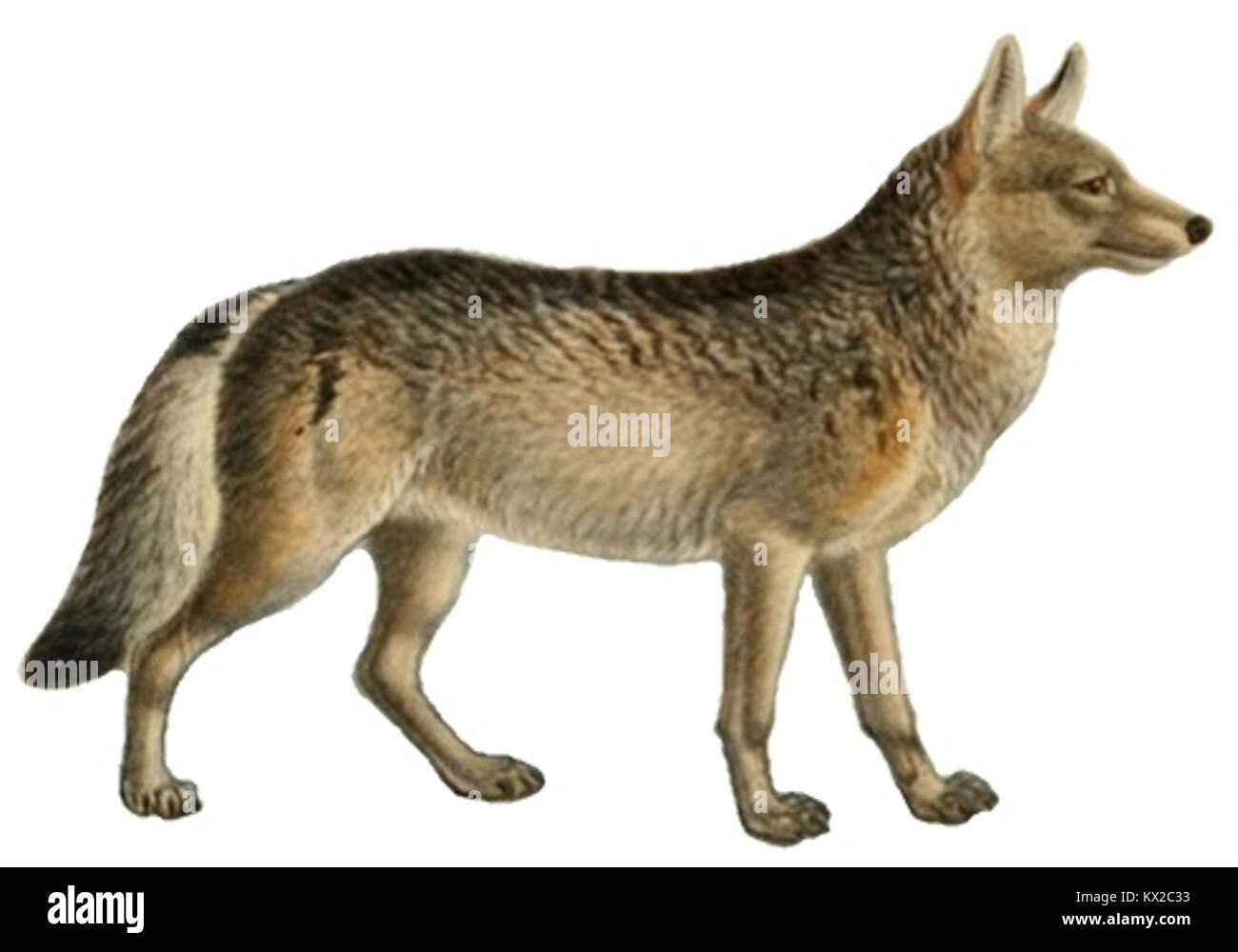 An illustration from a zoological study depicting various wild canids ...