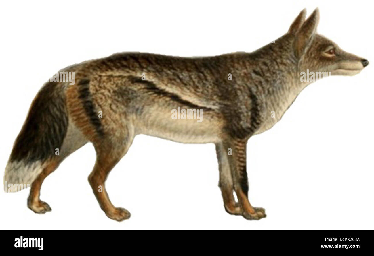 This image, Plate XIII, depicts various canids including dogs, jackals ...