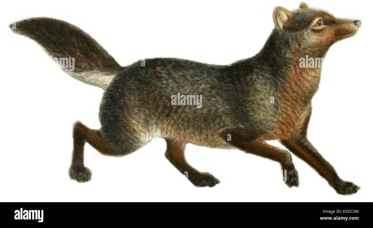 This plate illustration showcases various canines, including dogs ...