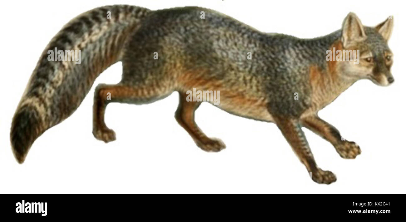 This work examines the four species of carnivorous mammals: dogs ...