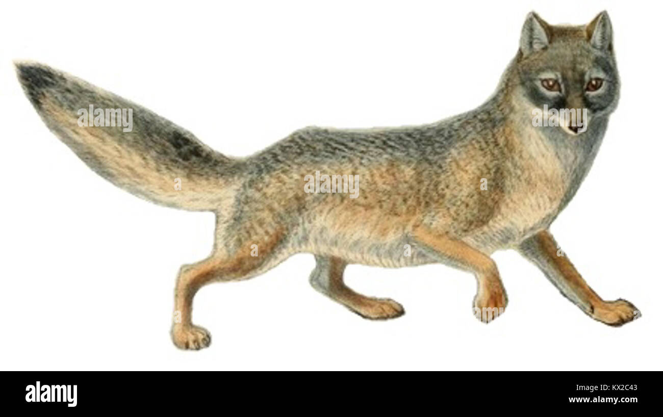 A plate illustrating various canid species, including dogs, jackals ...