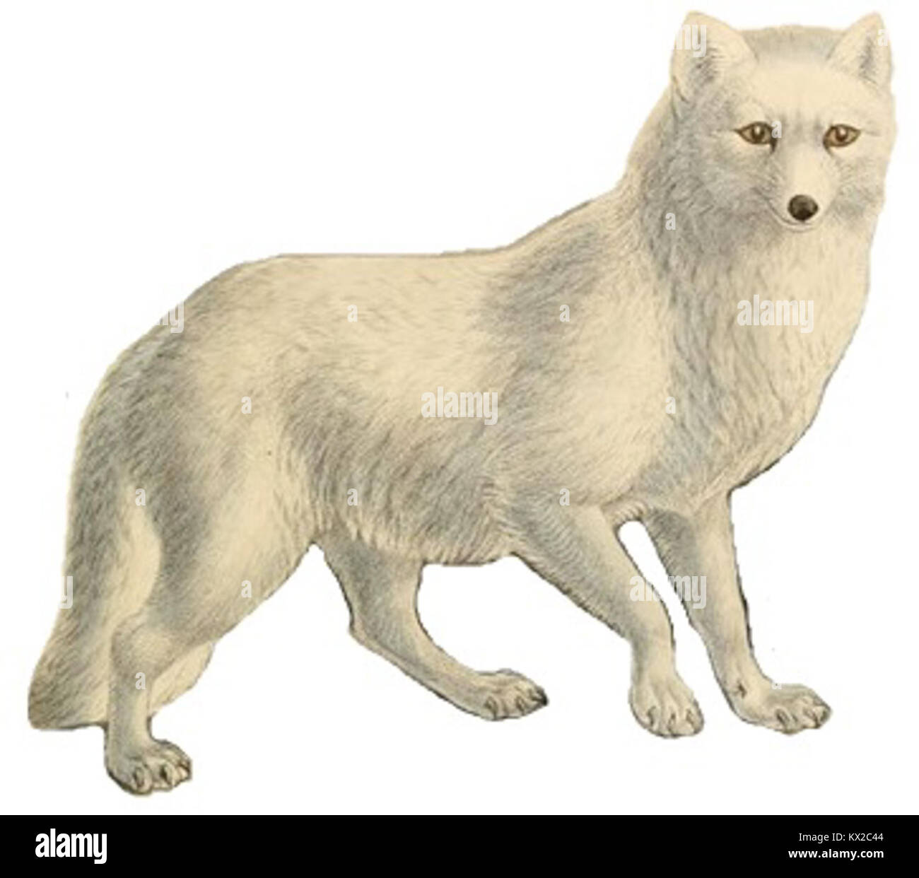 This plate depicts canid species including dogs, jackals, wolves, and ...