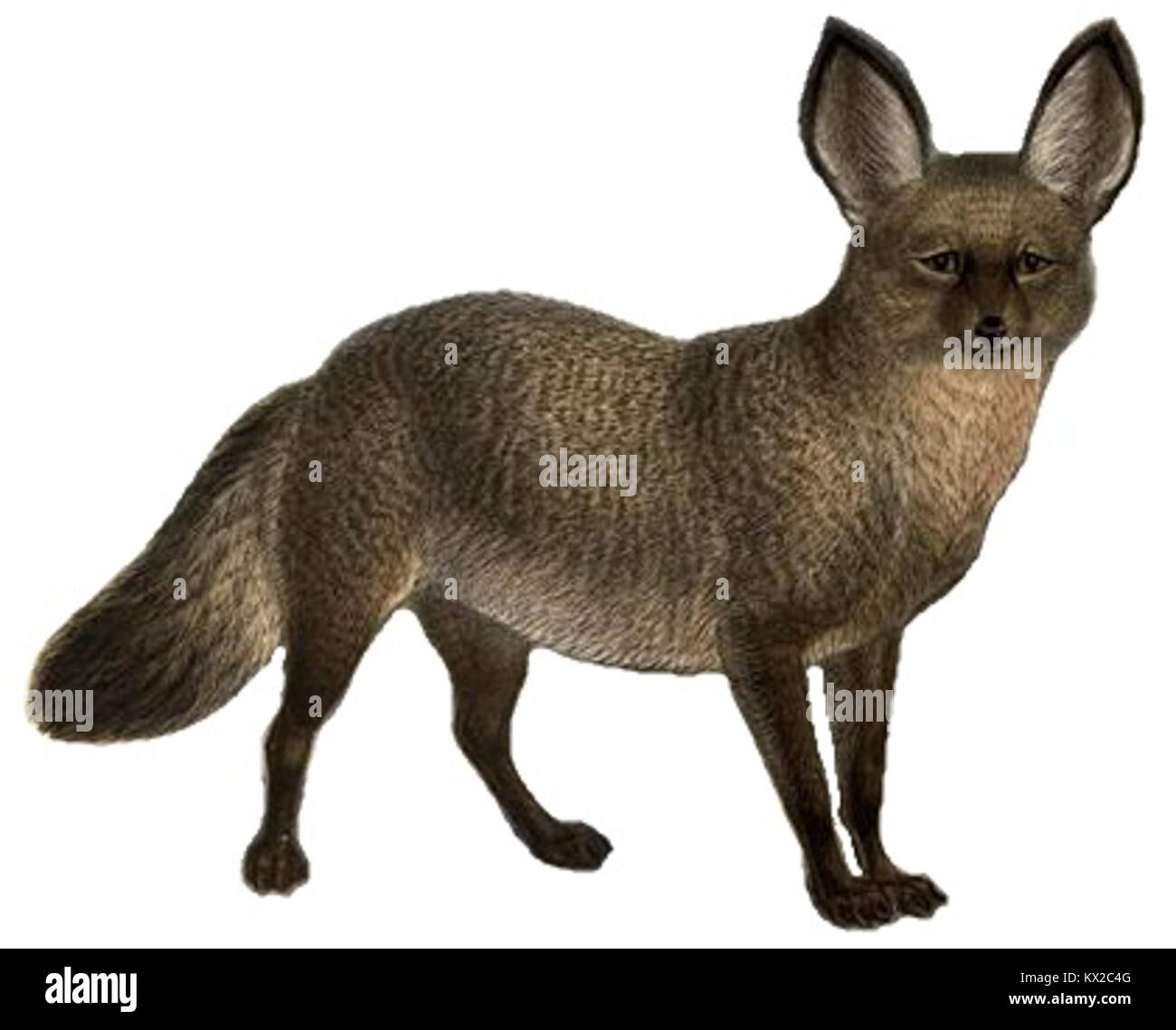 Illustration of dogs, jackals, wolves, and foxes, highlighting ...