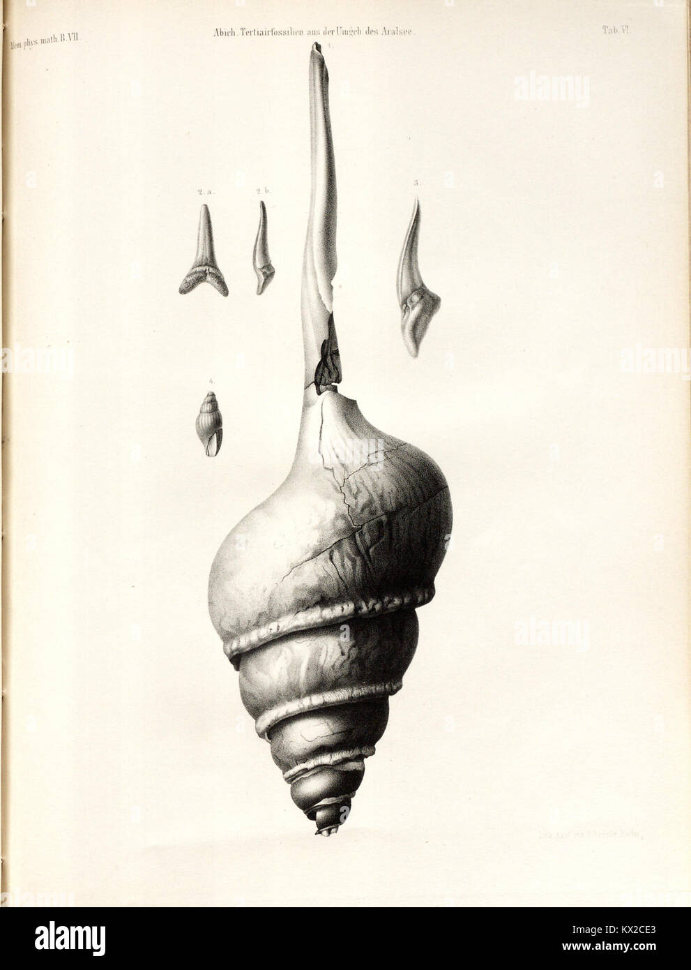 Illustration from a paleontological study of Asian Russia, depicting ...