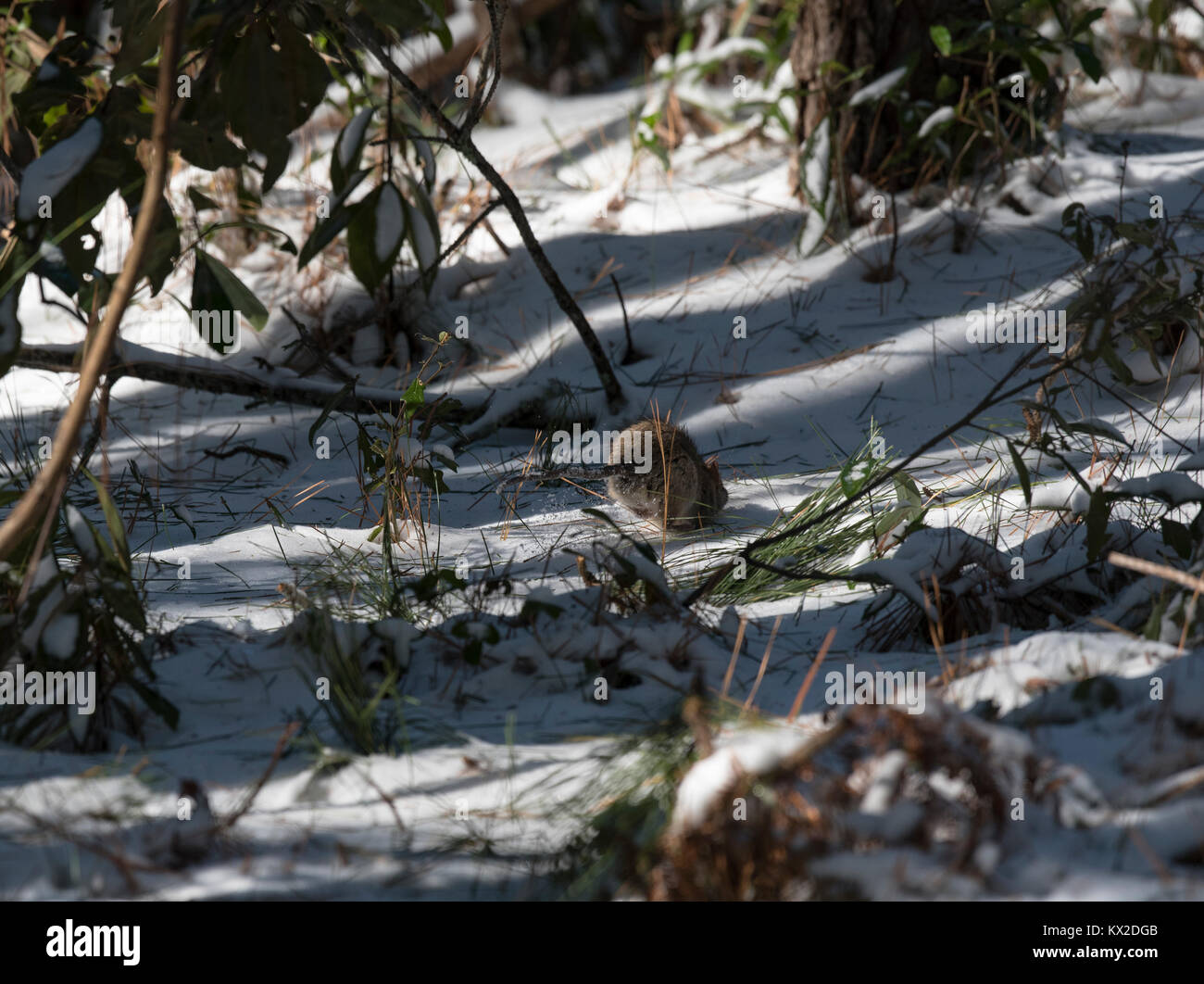 Rat Grass High Resolution Stock Photography and Images - Alamy