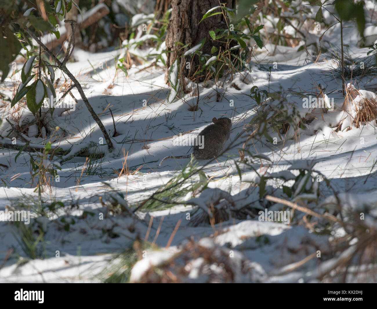 Rat Running High Resolution Stock Photography and Images - Alamy