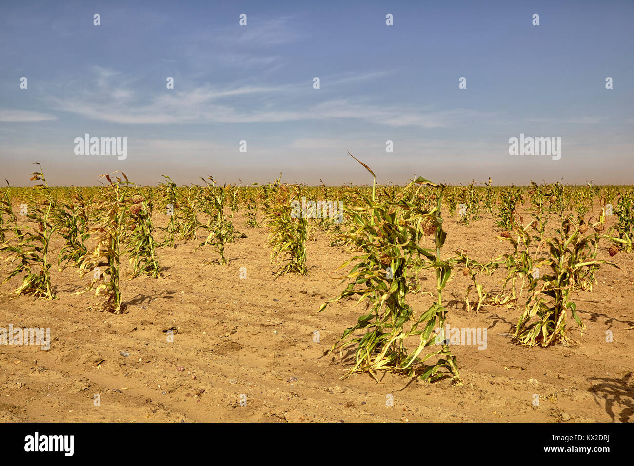 Sorghum sudan hi-res stock photography and images - Alamy