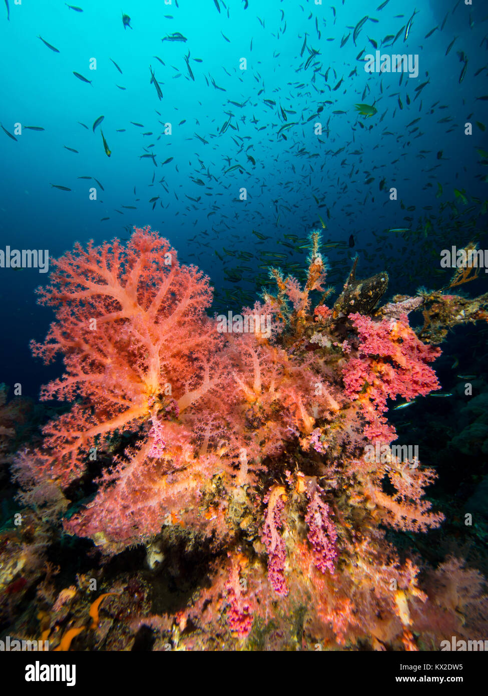 Nephthea coral hi-res stock photography and images - Alamy