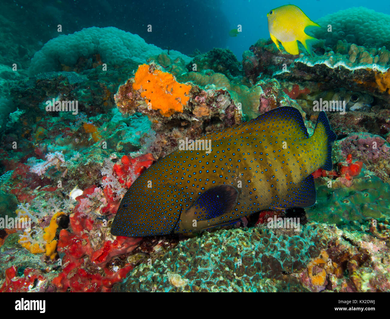 Goruper hi-res stock photography and images - Alamy