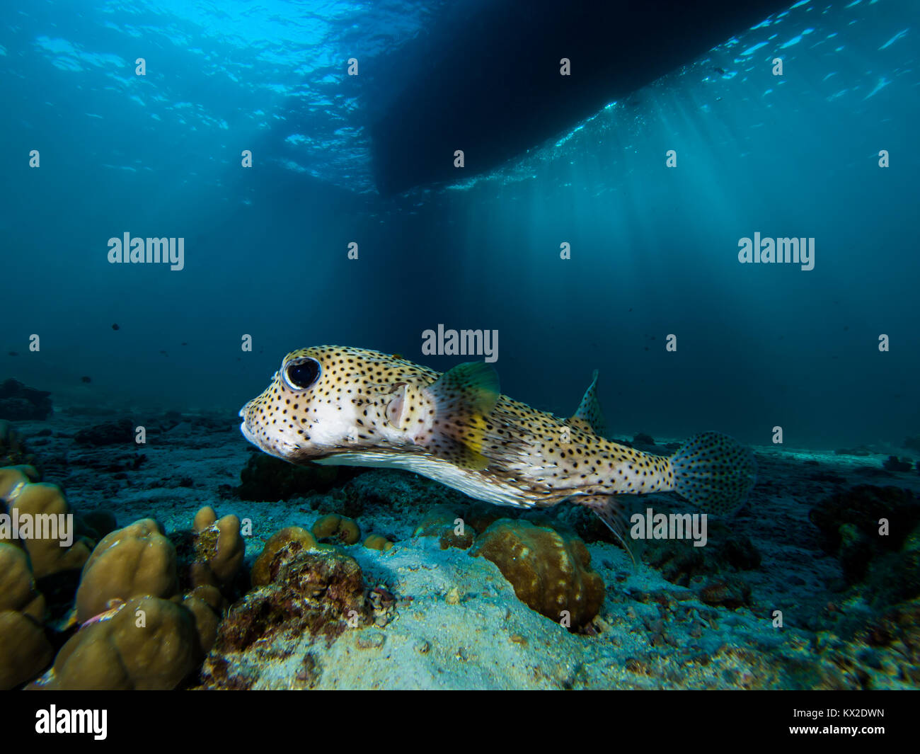 Porcupine fish are popular among divers and underwater photographers ...