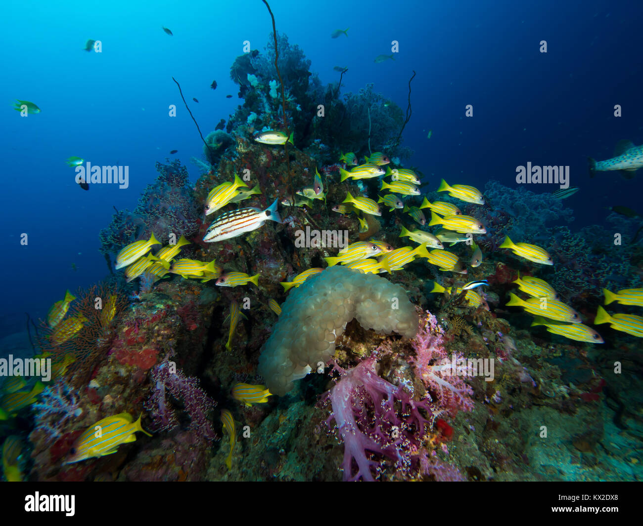 School of yellow snappers on a coral reef Stock Photo - Alamy