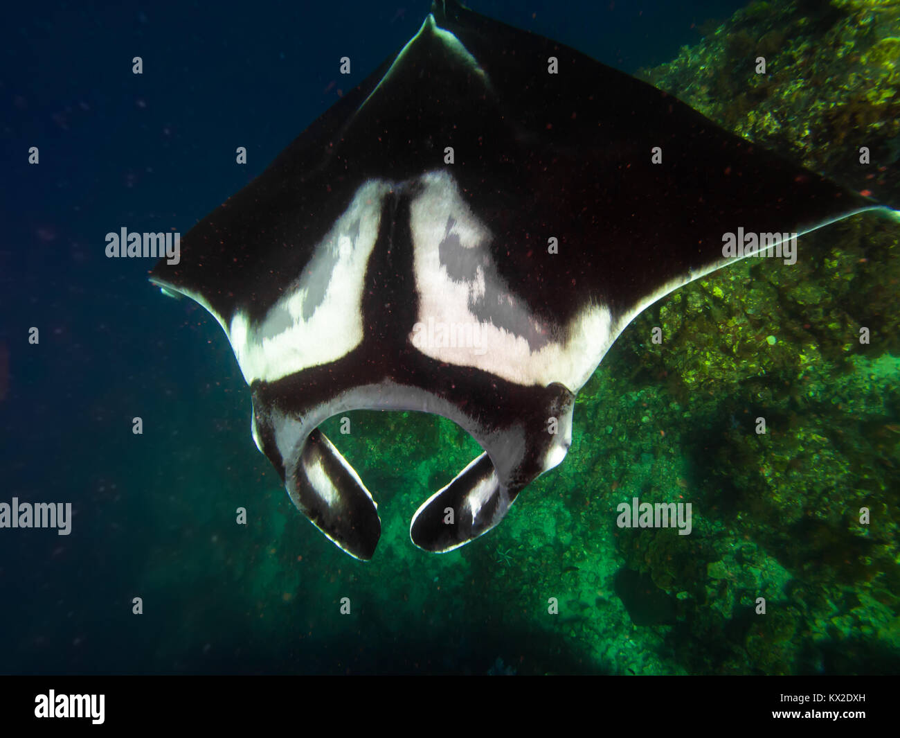 Giant manta ray birostris from hi-res stock photography and images - Alamy