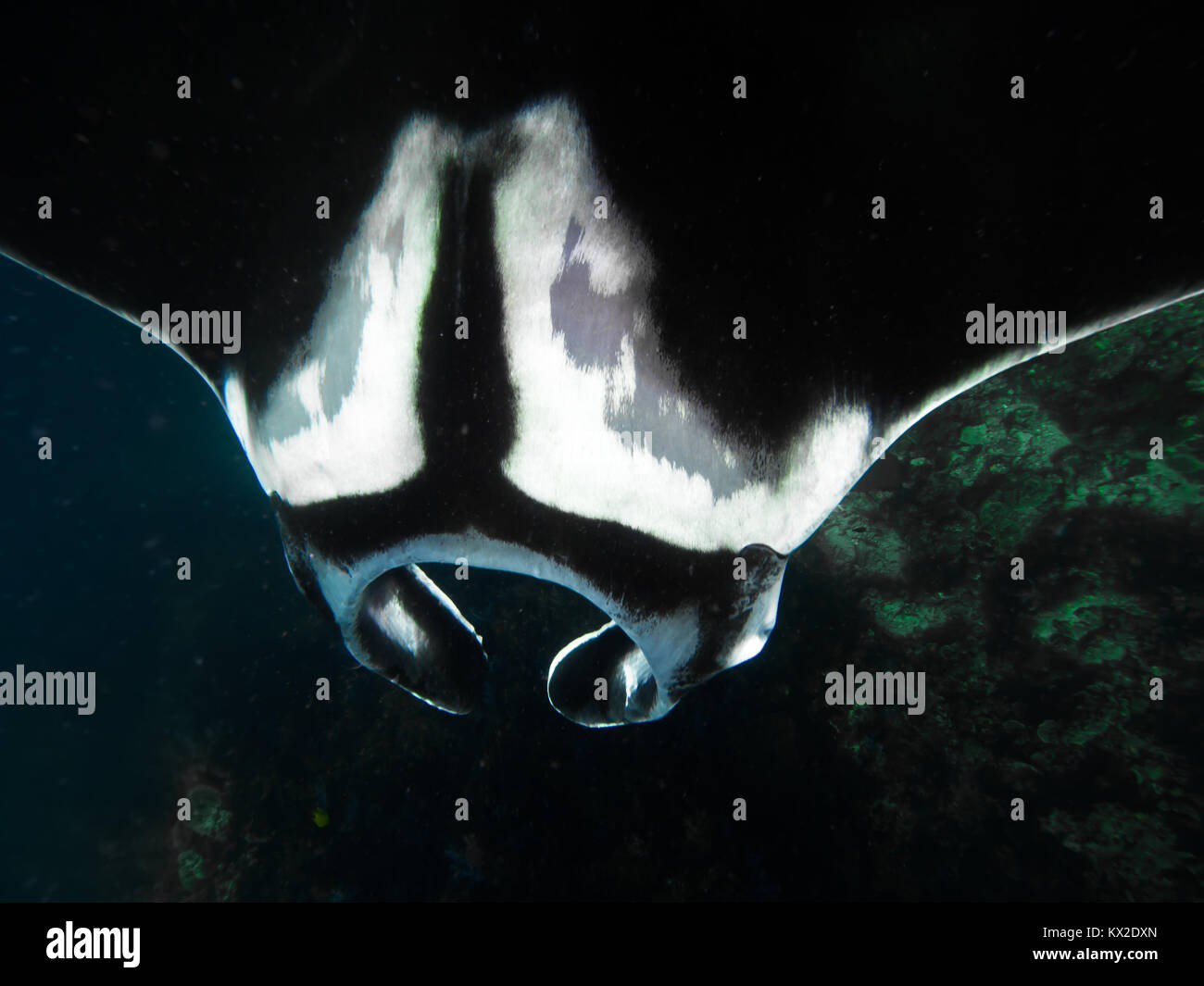 Manta ray from above Stock Photo - Alamy