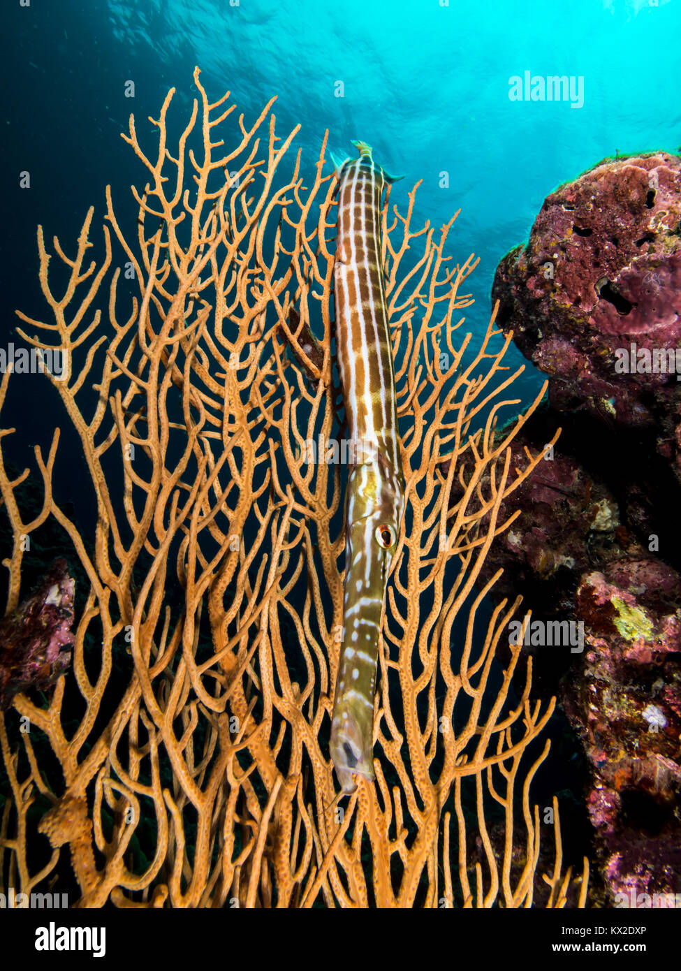 Chinese trumpetfish aulostomus chinensis hi-res stock photography and ...