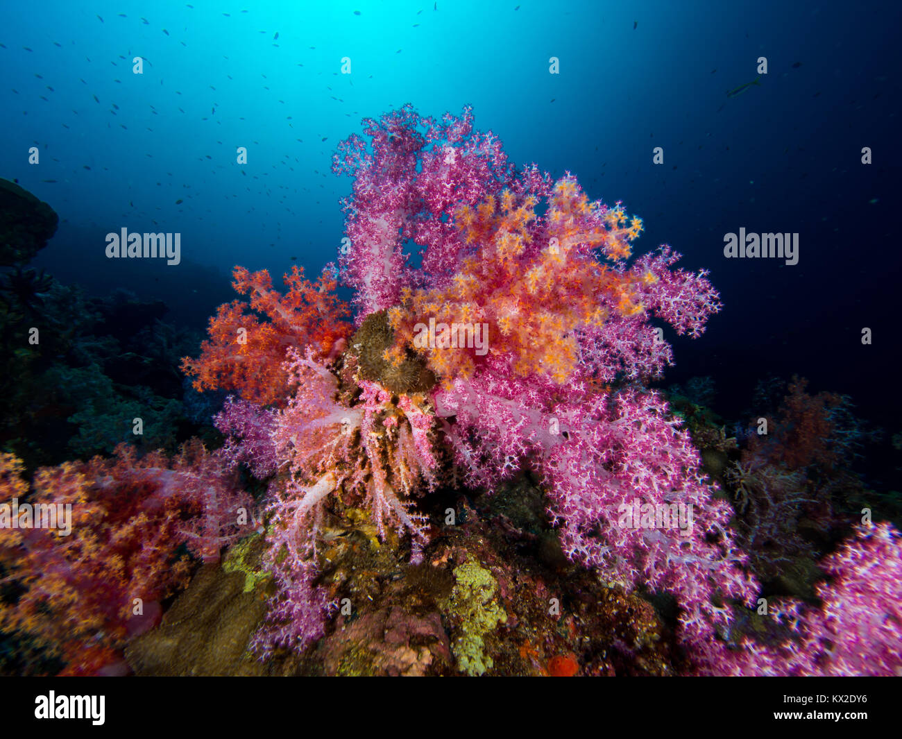 Nephthea coral hi-res stock photography and images - Alamy
