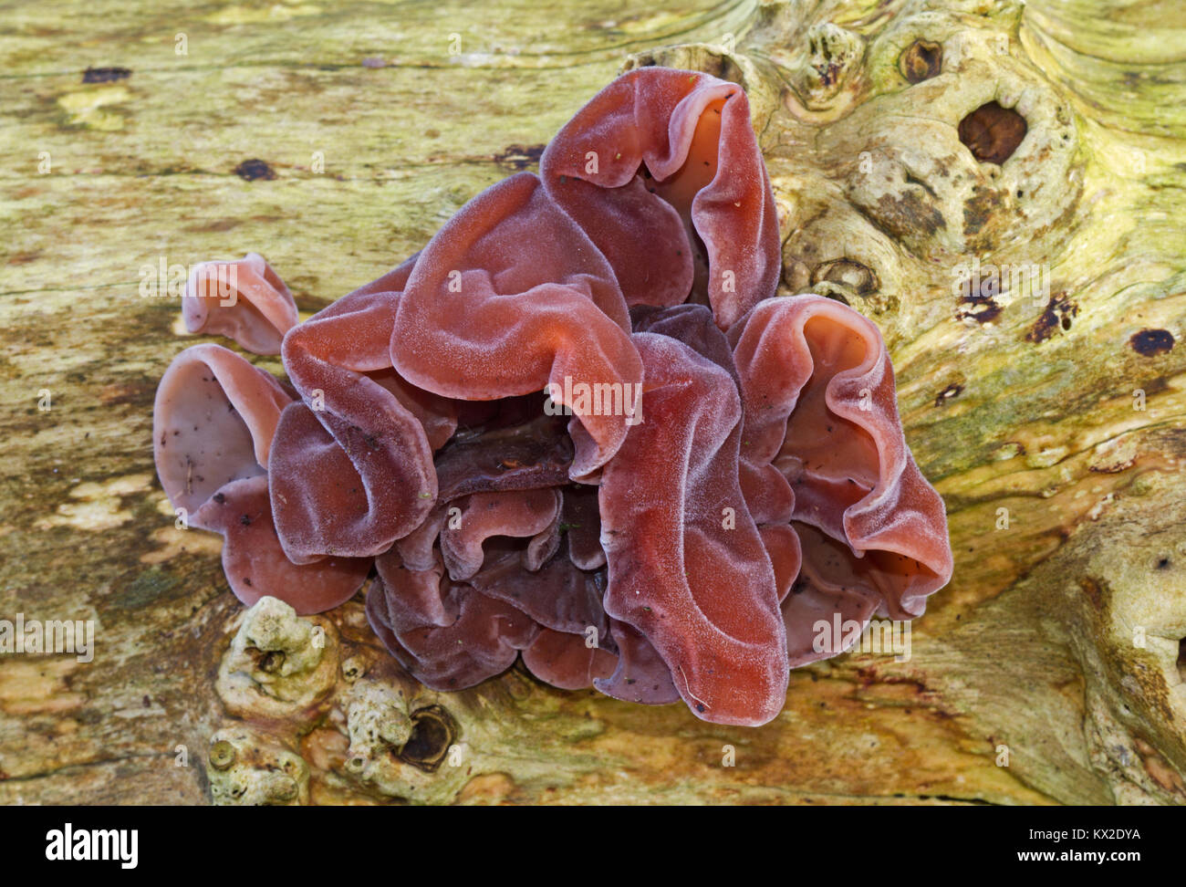 Jew's ear, also known as Wood ear and Jelly ear, growing on dead wood ...