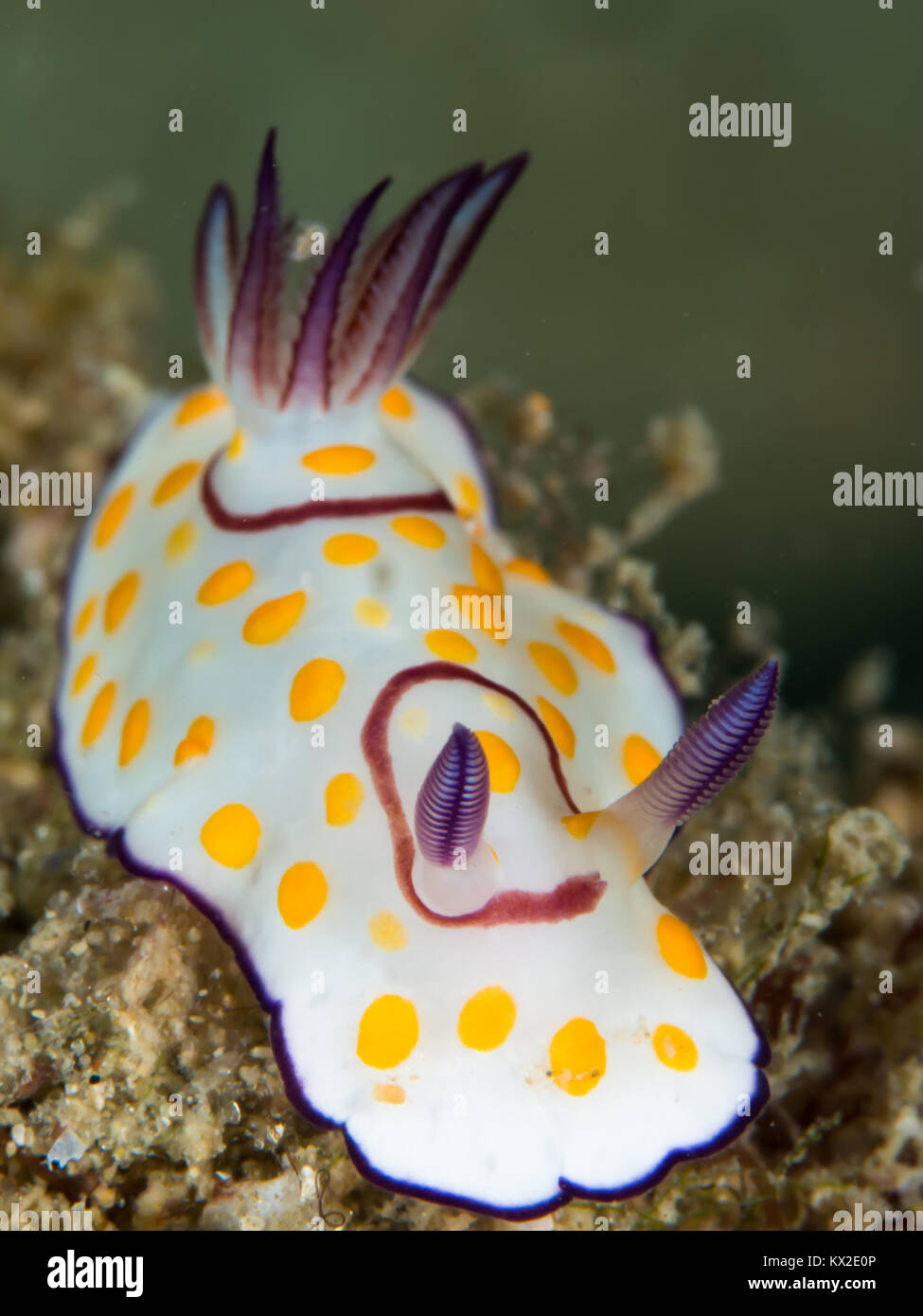 Yellow spotted chomodoris Stock Photo - Alamy