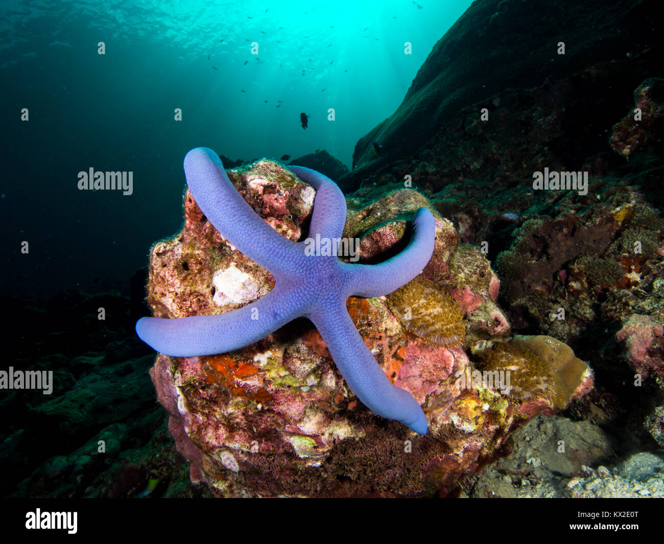 Blue Seastar Linckia Laevigata High Resolution Stock Photography and ...