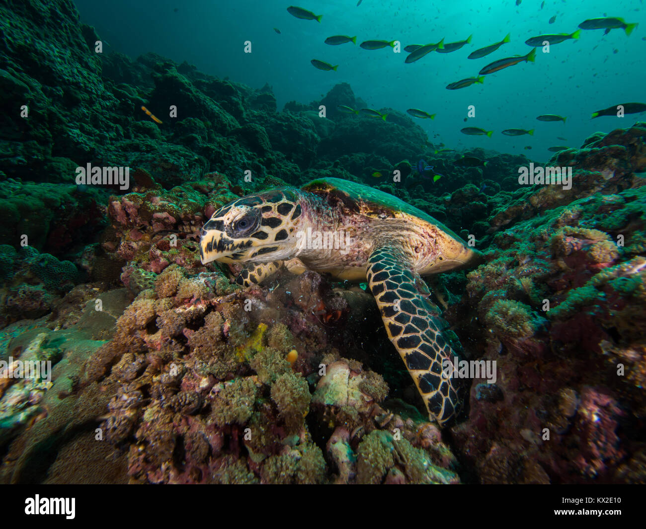 Hawksbill turtle on a coral reef Stock Photo - Alamy