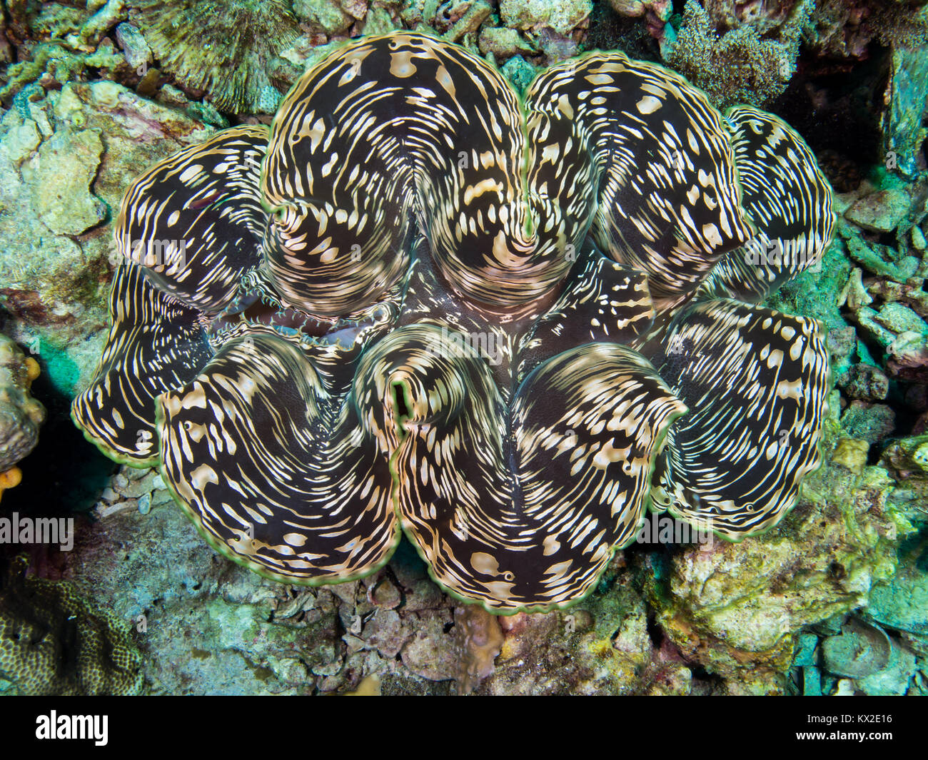 Giant clam tridacna gigas mantle hi-res stock photography and images ...